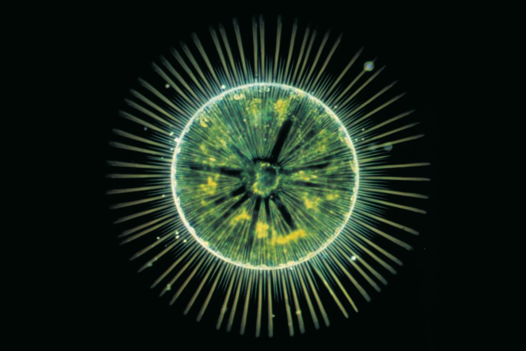 Le plancton #1 - Parlons peu parlons Science