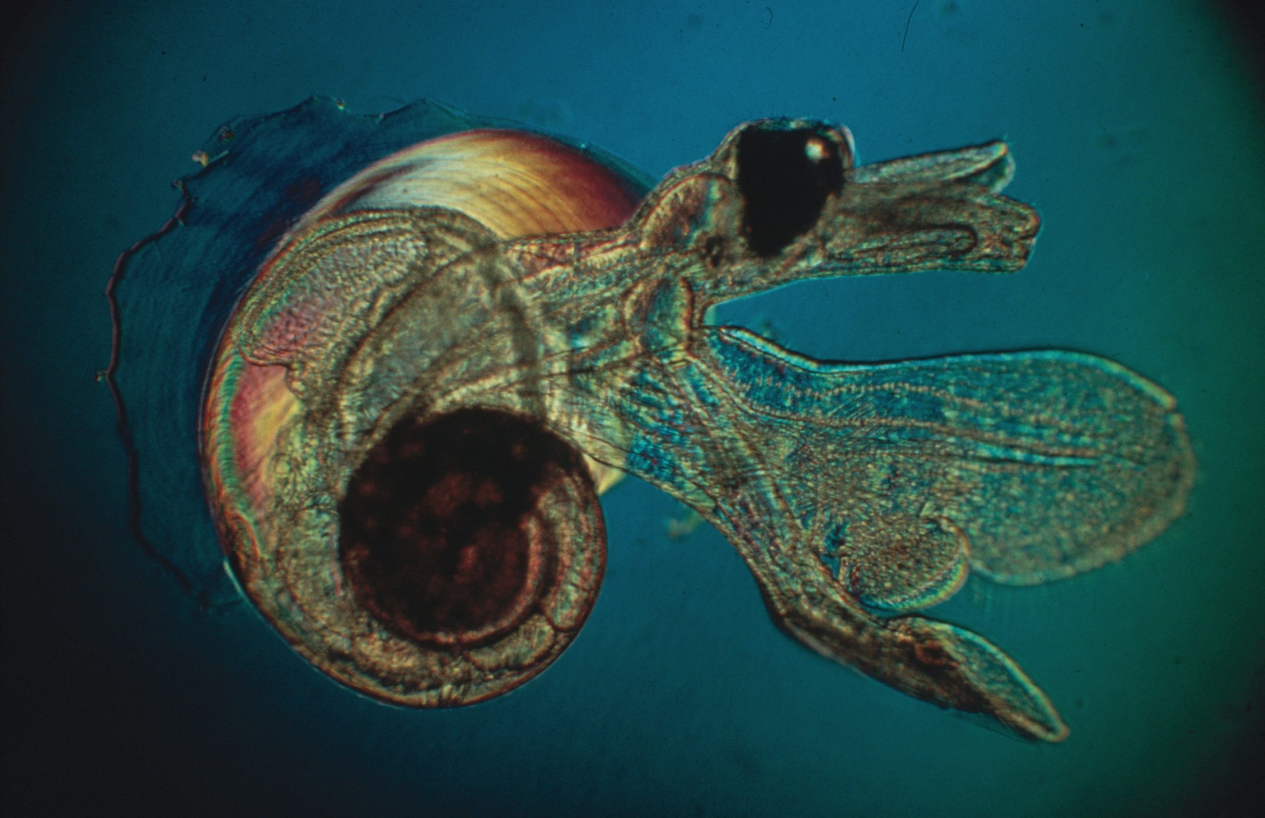 Le plancton #1 - Parlons peu parlons Science