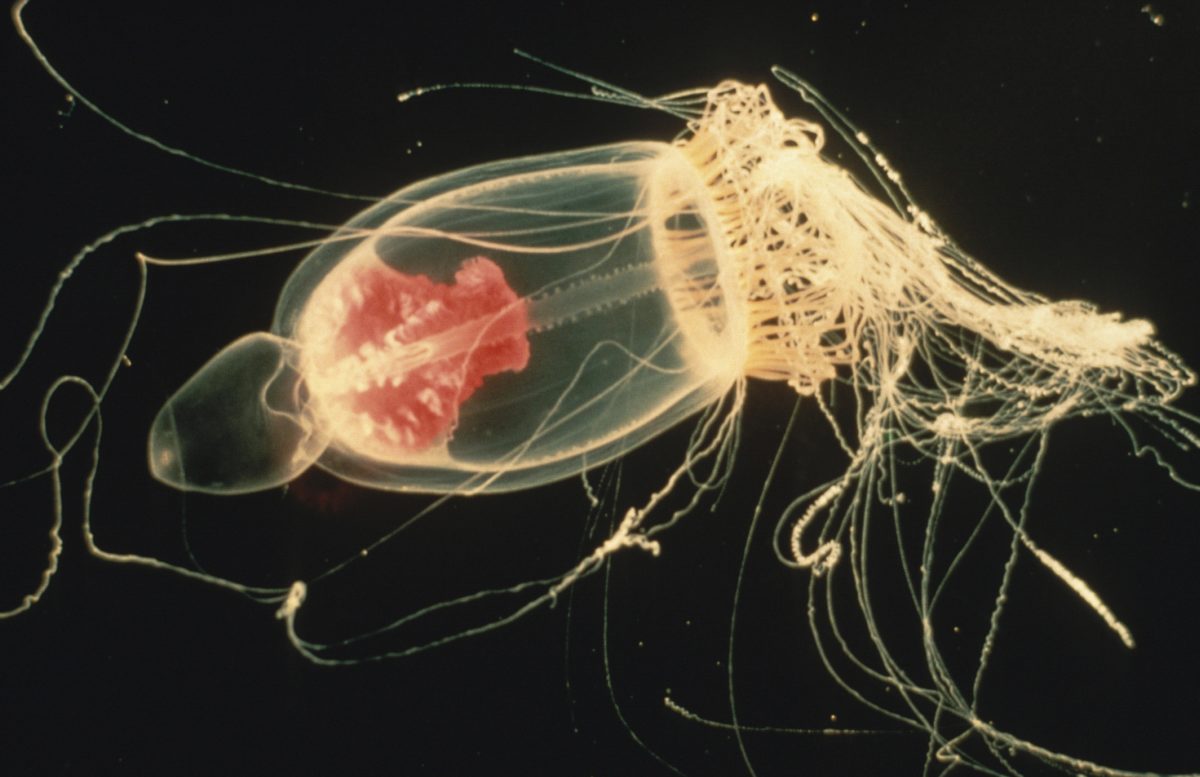 Le plancton #1 - Parlons peu parlons Science