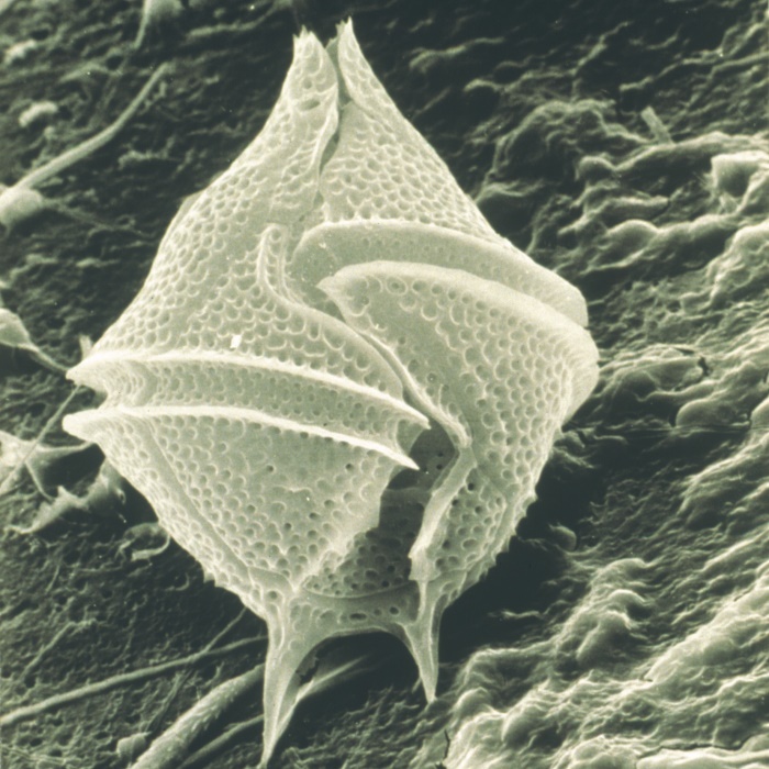 Le plancton #2 - Parlons peu parlons Science