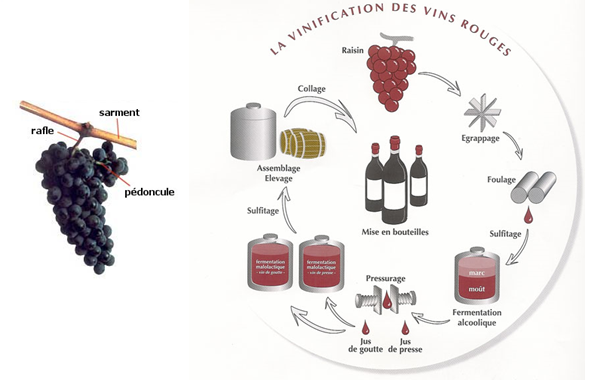 Du raisin au vin : comment ça se passe ? - Parlons peu parlons Science