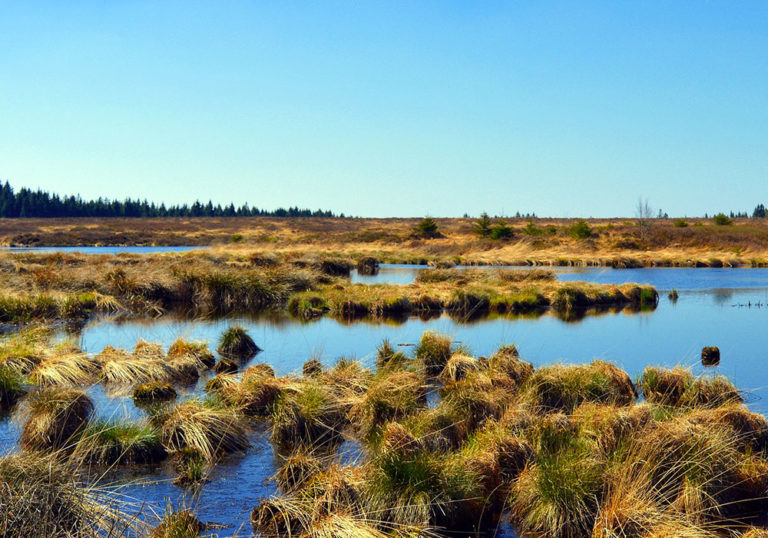 Climat : le rôle essentiel des tourbières - Parlons peu parlons Science